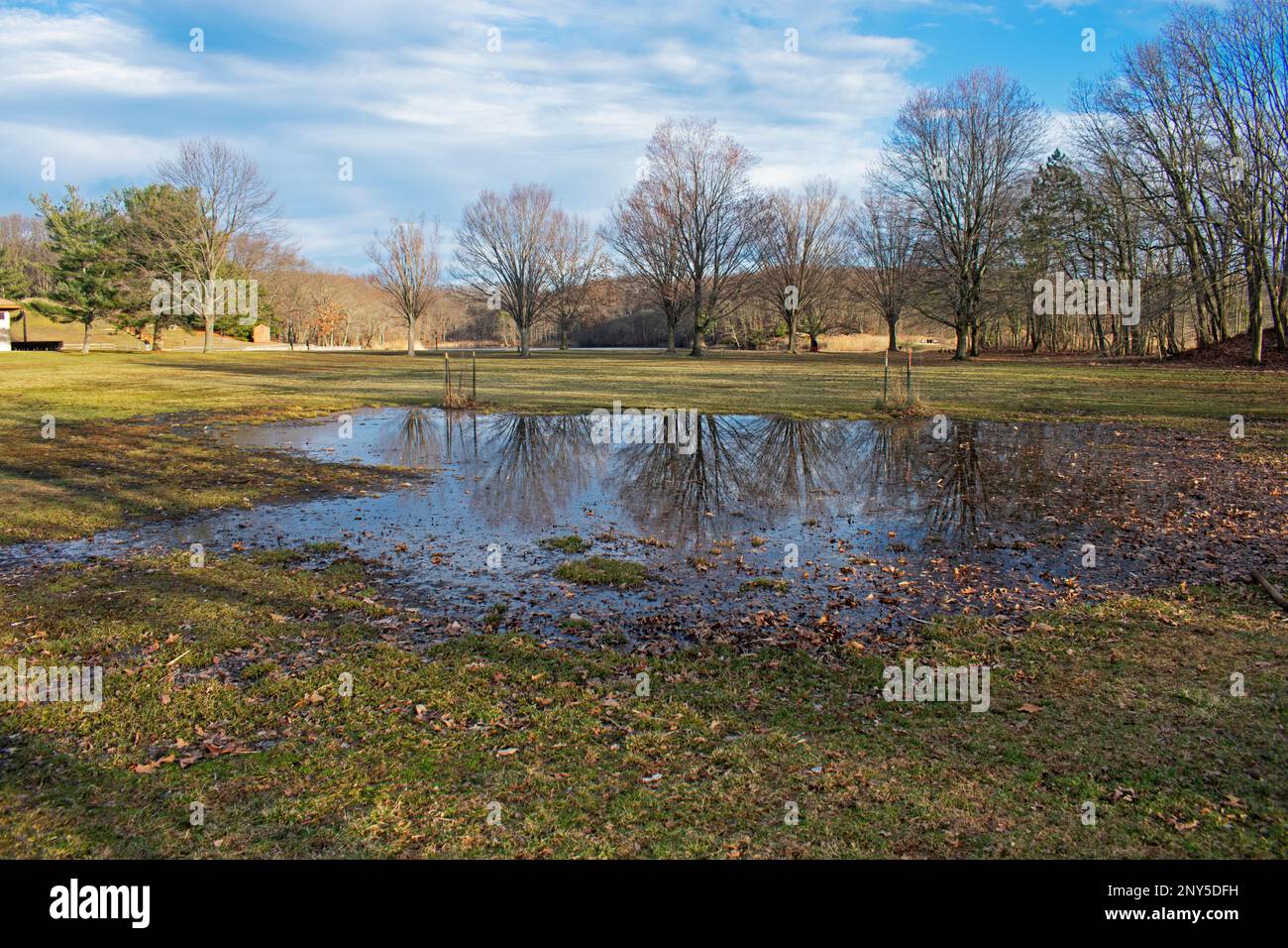 Barren oak trees cast their reflections in a large puddle on a sunny ...