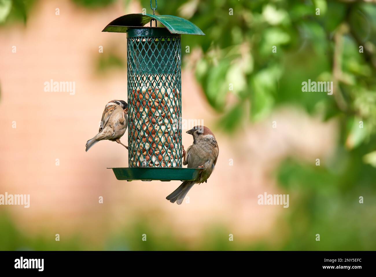 Sparrow. Sparrows are a family of small passerine birds, Passeridae ...