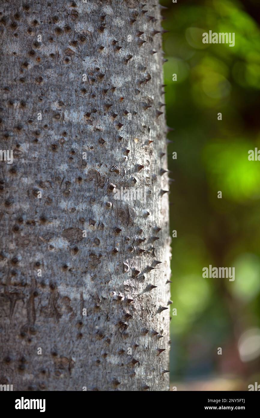 Hura crepitans, the sandbox tree, also known as possumwood and jabillo ...