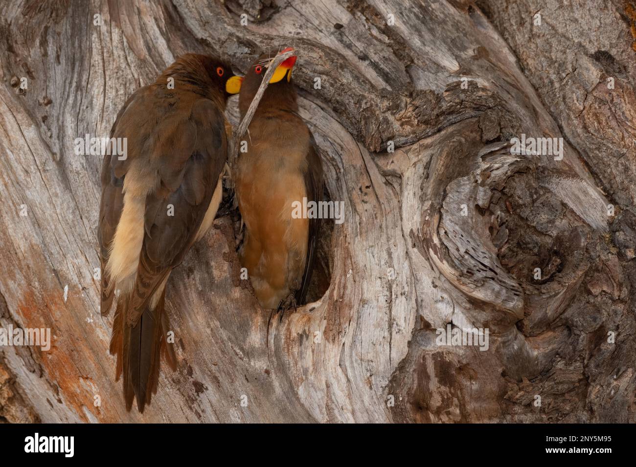 Yellow-billed oxpeckers nesting Stock Photo - Alamy