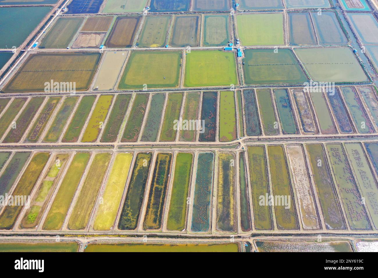 SUQIAN, CHINA - MARCH 2, 2023 - Aerial photo shows a rice-shrimp ...