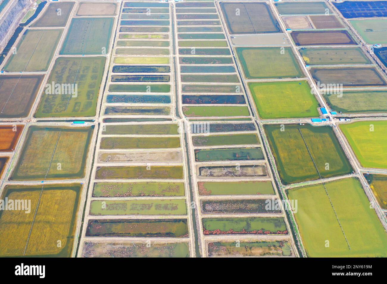 SUQIAN, CHINA - MARCH 2, 2023 - Aerial photo shows a rice-shrimp ...