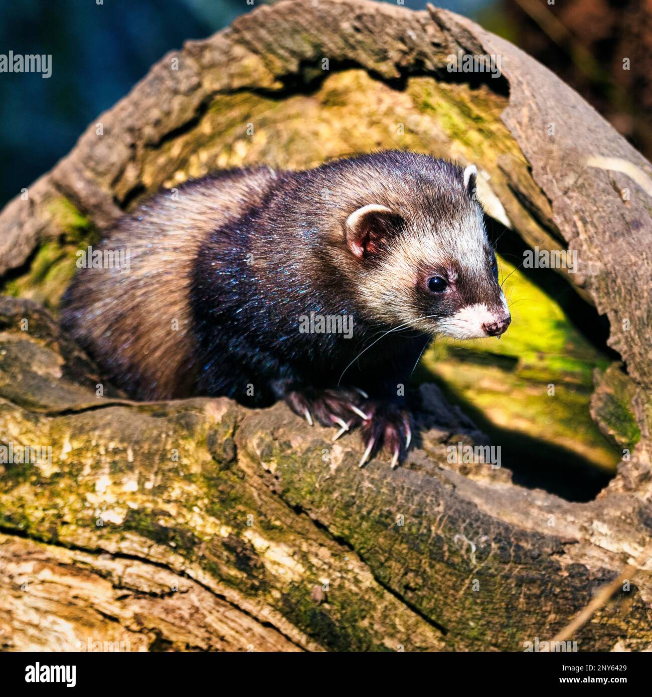 European polecat (Mustela putorius), wood turtle sitting in the outdoor ...