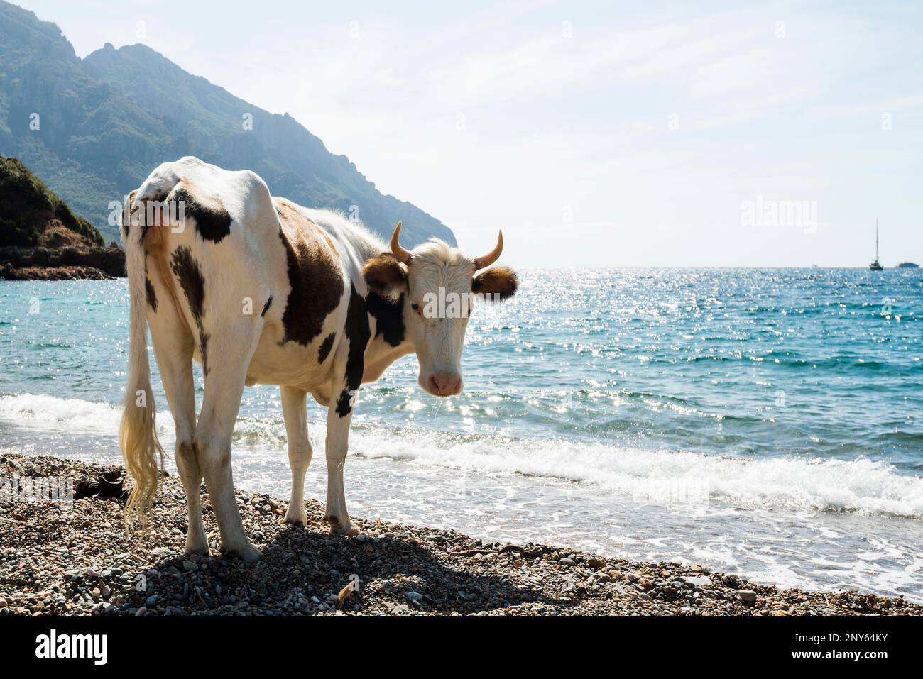 Cow on the beach, Plage de Tuara, Bay of Girolata, Girolata ...