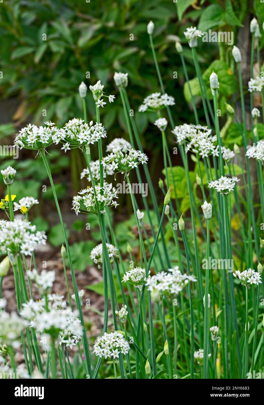 Garlic (Allium sativum Stock Photo - Alamy