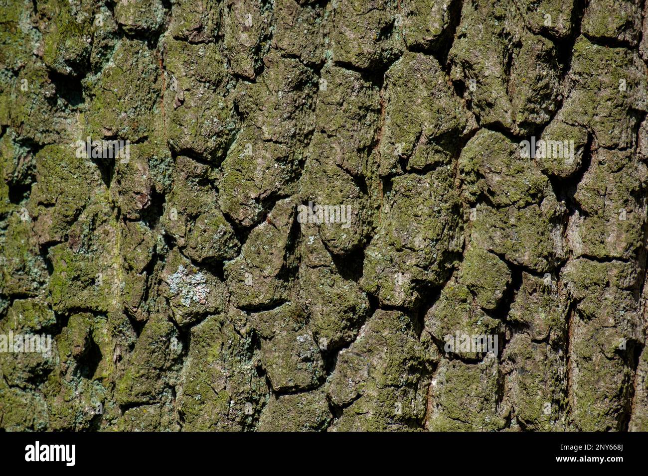 Oak tree nature background hi-res stock photography and images - Alamy