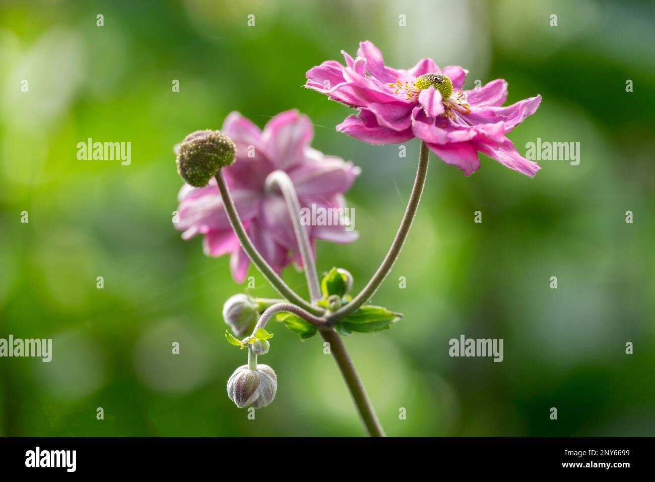 Chinese anemone (Anemone hupehensis Stock Photo - Alamy