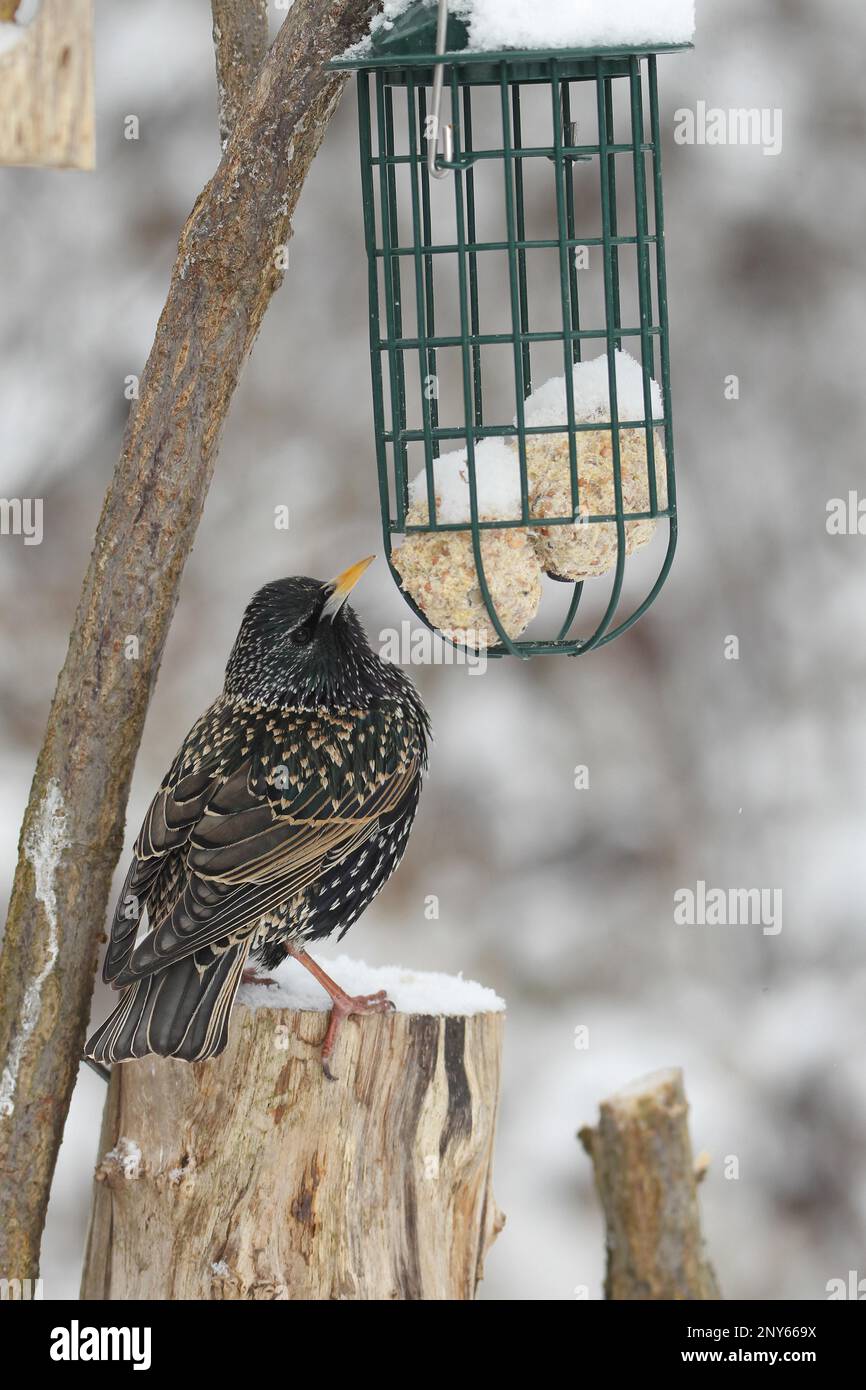 Common starling (Sturnus vulgaris) in plain dress at the food dispenser ...