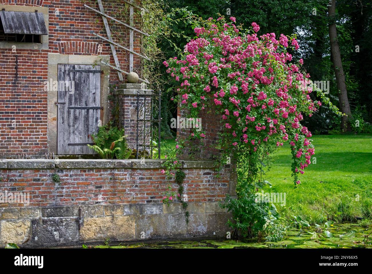 Climbing rose on a gate pillar Stock Photo - Alamy