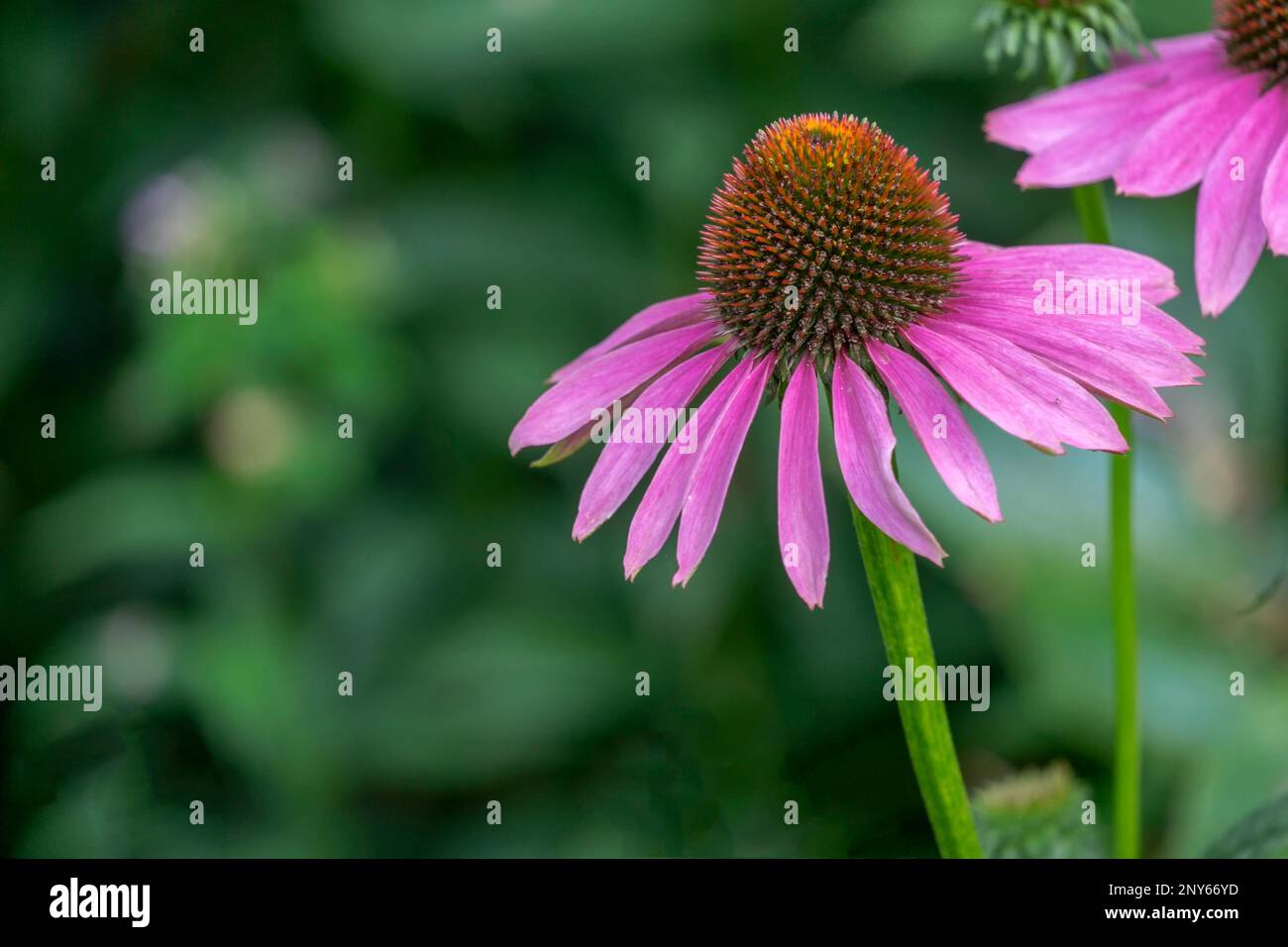 Purple cone flower (Echinacea purpurea Stock Photo - Alamy