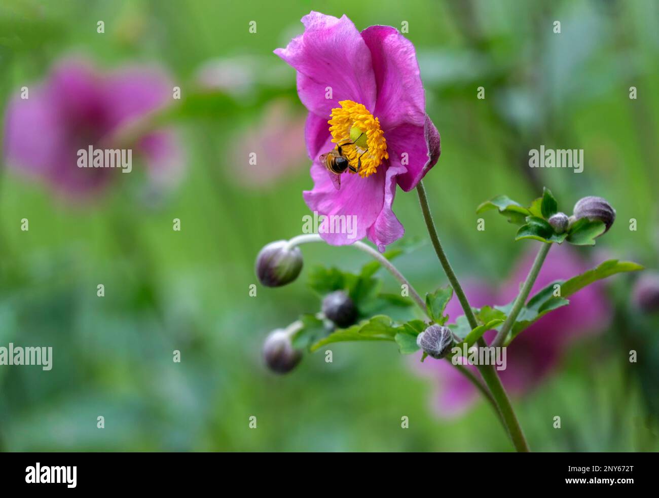 Chinese anemone (Anemone hupehensis Stock Photo - Alamy