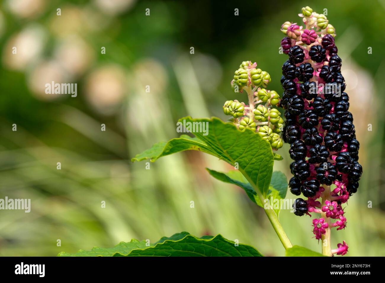 Indian pokeweed or indian poke (Phytolacca acinosa), fruit stands ...