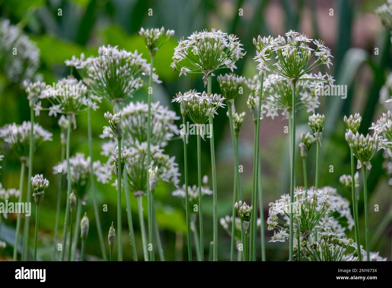 Garlic chives (Allium tuberosum Stock Photo - Alamy