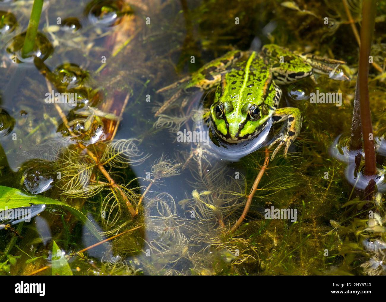 Green frog (Pelophylax esculentus Stock Photo - Alamy