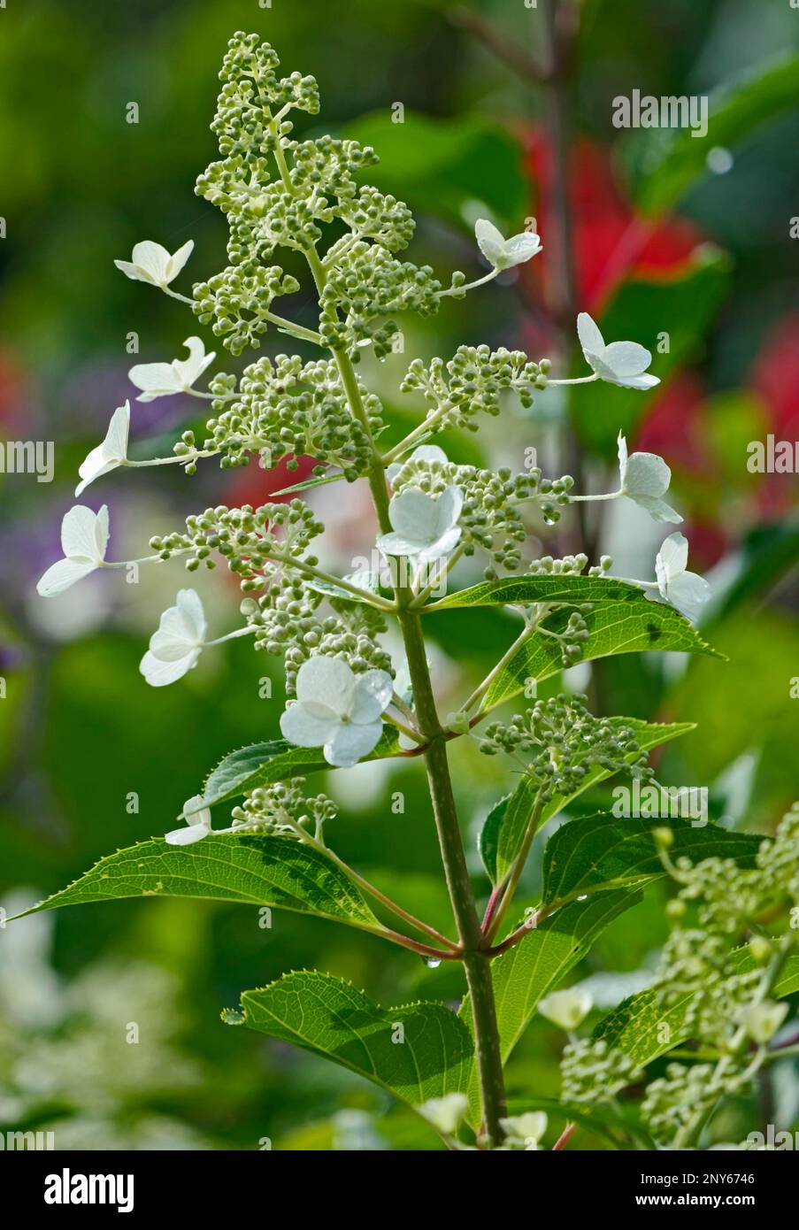 Panicle Hydrangea (Hydrangea paniculata Stock Photo - Alamy