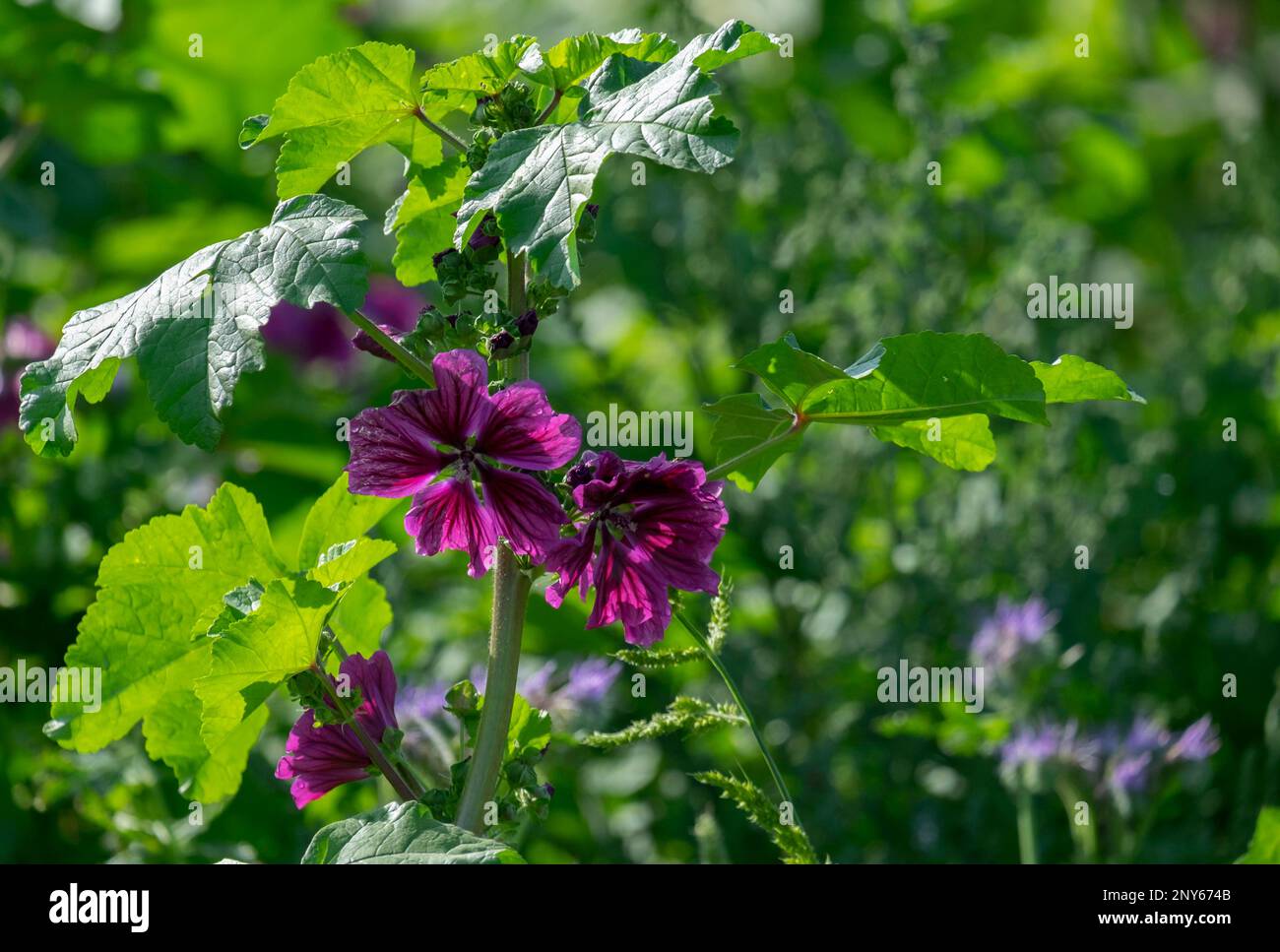 Common mallow (Malva sylvestris Stock Photo - Alamy