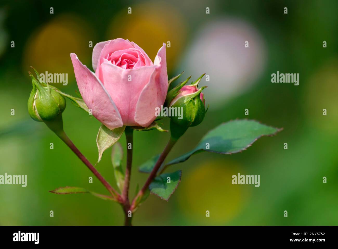 Shrub Rose (Rosa Stock Photo - Alamy