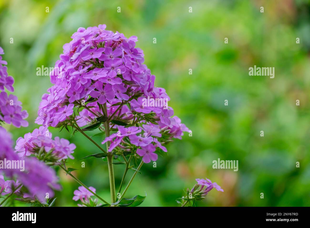 Flame Flower (Phlox Stock Photo - Alamy