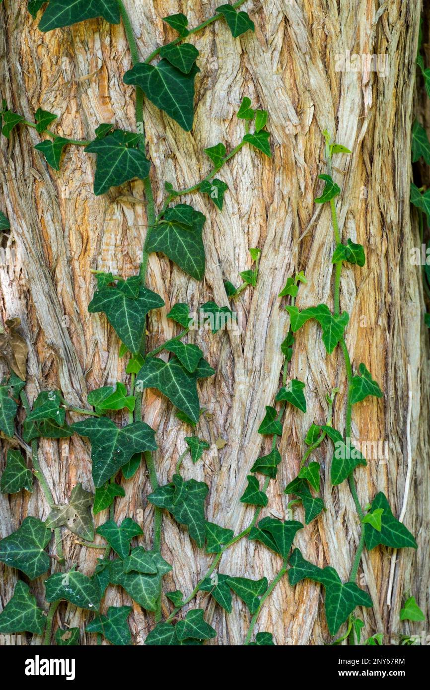 Common ivy (Hedera helix), growing on the trunk of a bald cypress ...