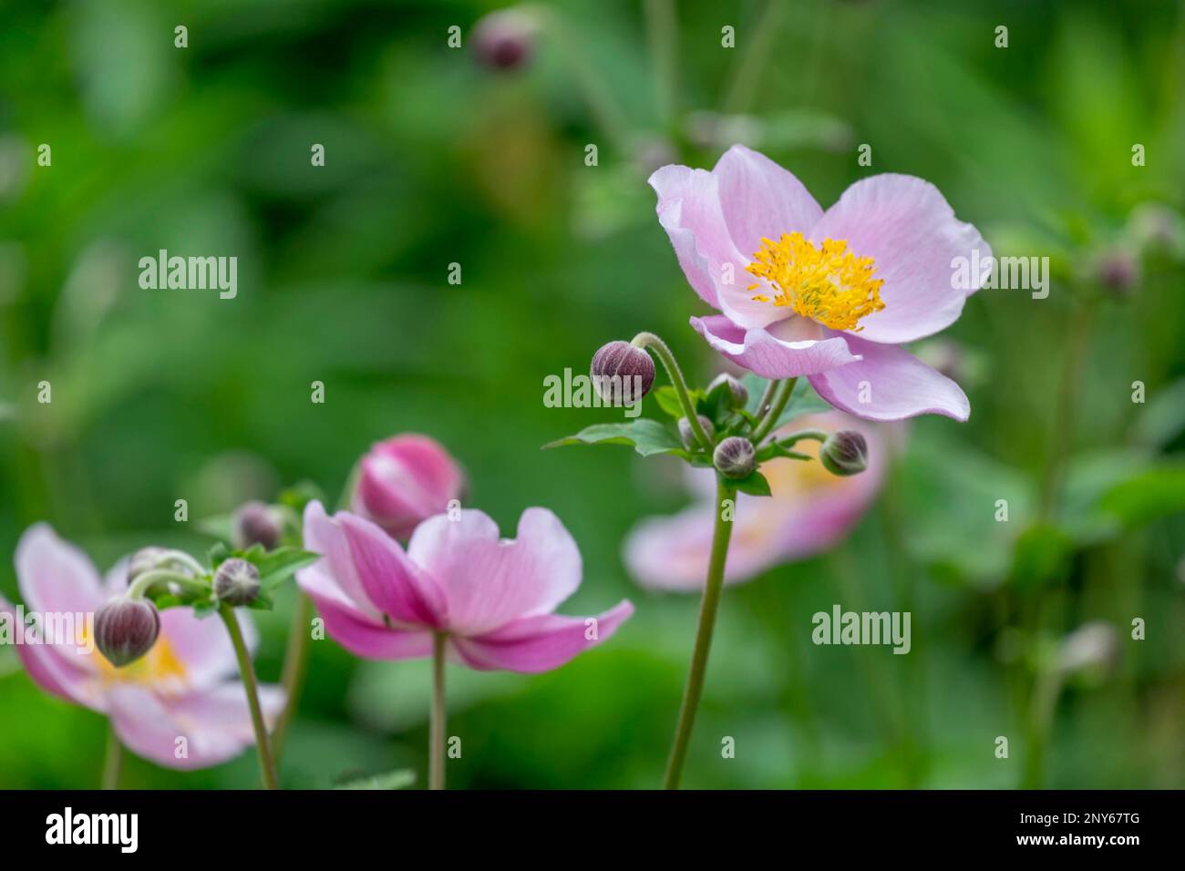 Chinese anemone (Anemone hupehensis Stock Photo - Alamy