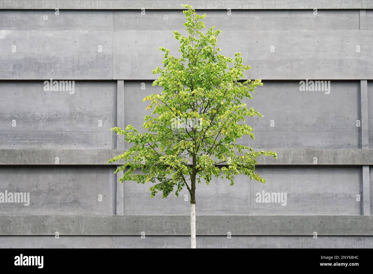 tree in front of concrete building, modern architecture versus nature ...