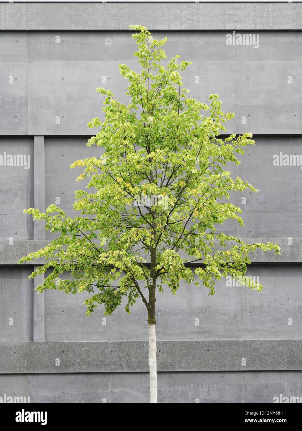 tree in front of concrete building, modern architecture versus nature ...