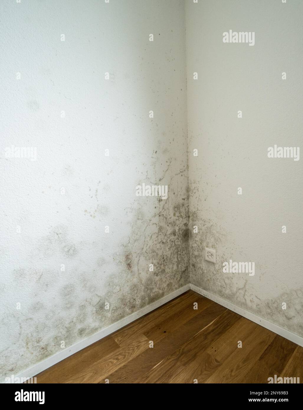 Wall with mould, empty flat Stock Photo - Alamy