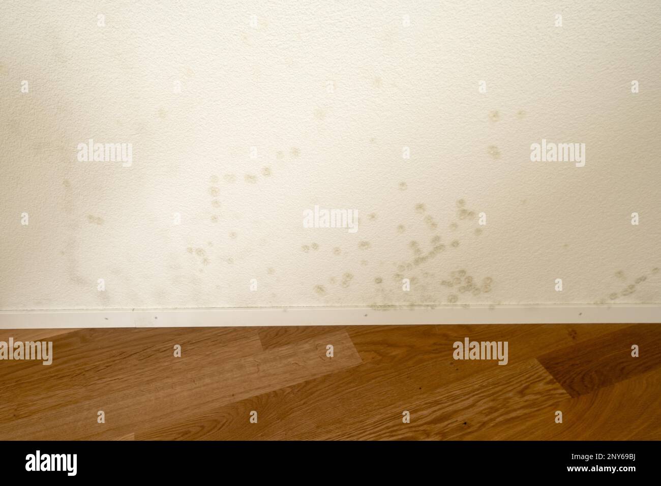 Wall with mould, empty flat Stock Photo - Alamy