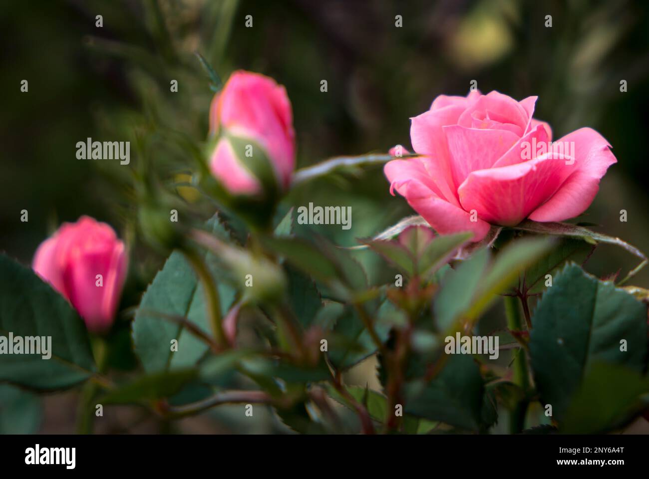 Beautiful miniature hi-res stock photography and images - Alamy