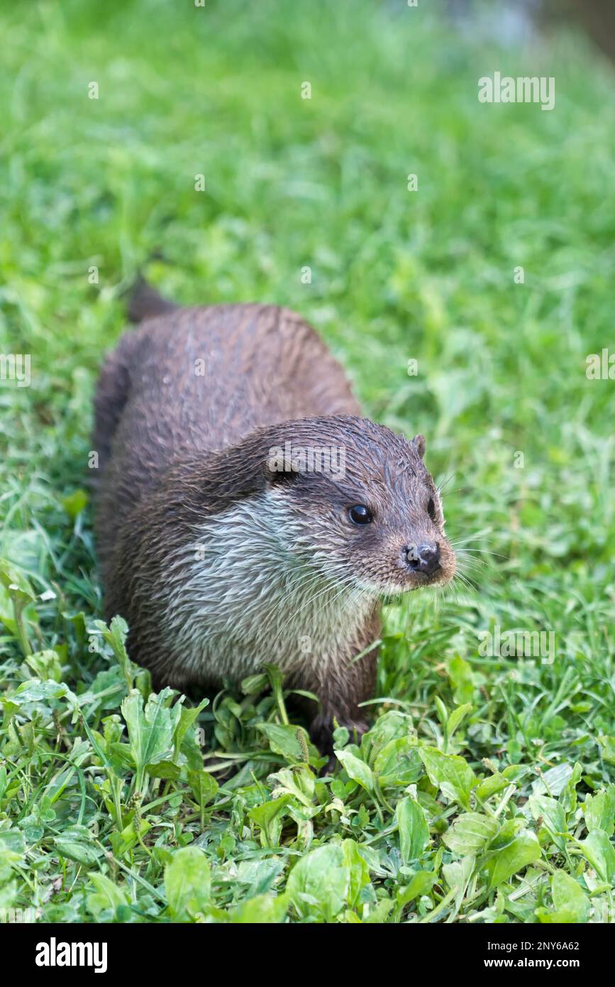 Eurasian Otter (Lutra lutra Stock Photo - Alamy