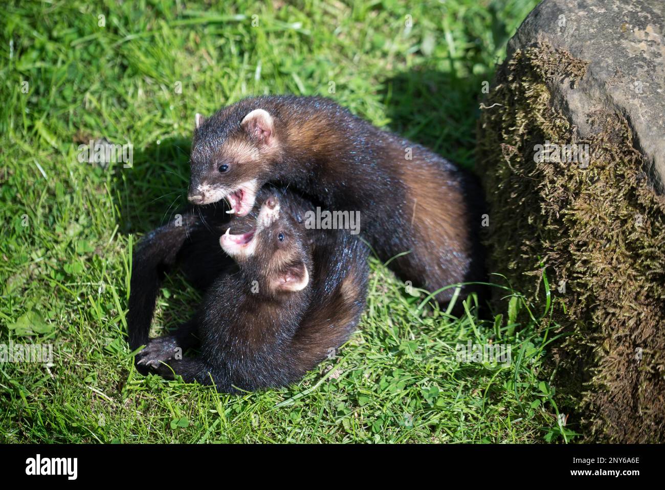 Striped polecat hi-res stock photography and images - Alamy