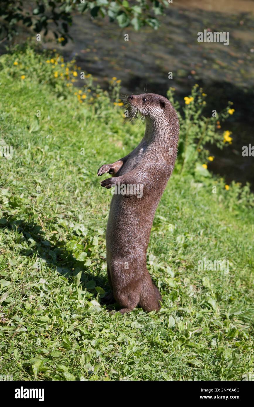 Eurasian Otter (Lutra lutra Stock Photo - Alamy