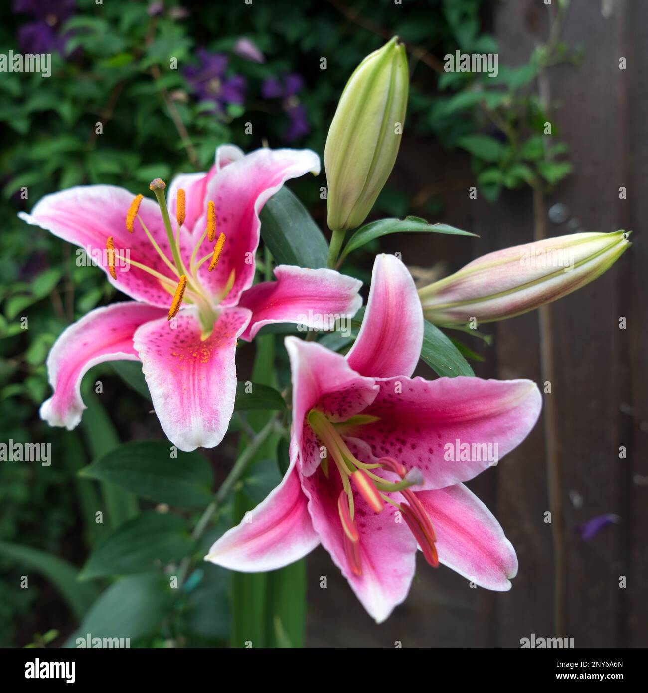 The spotted lily hi-res stock photography and images - Alamy
