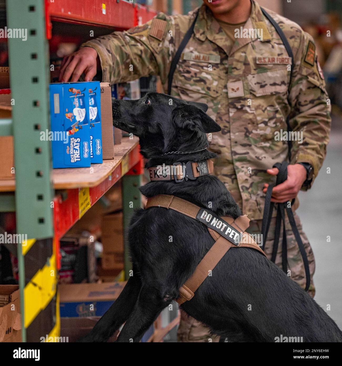 Erik, 341st Security Forces Squadron military working dog, sniffs ...