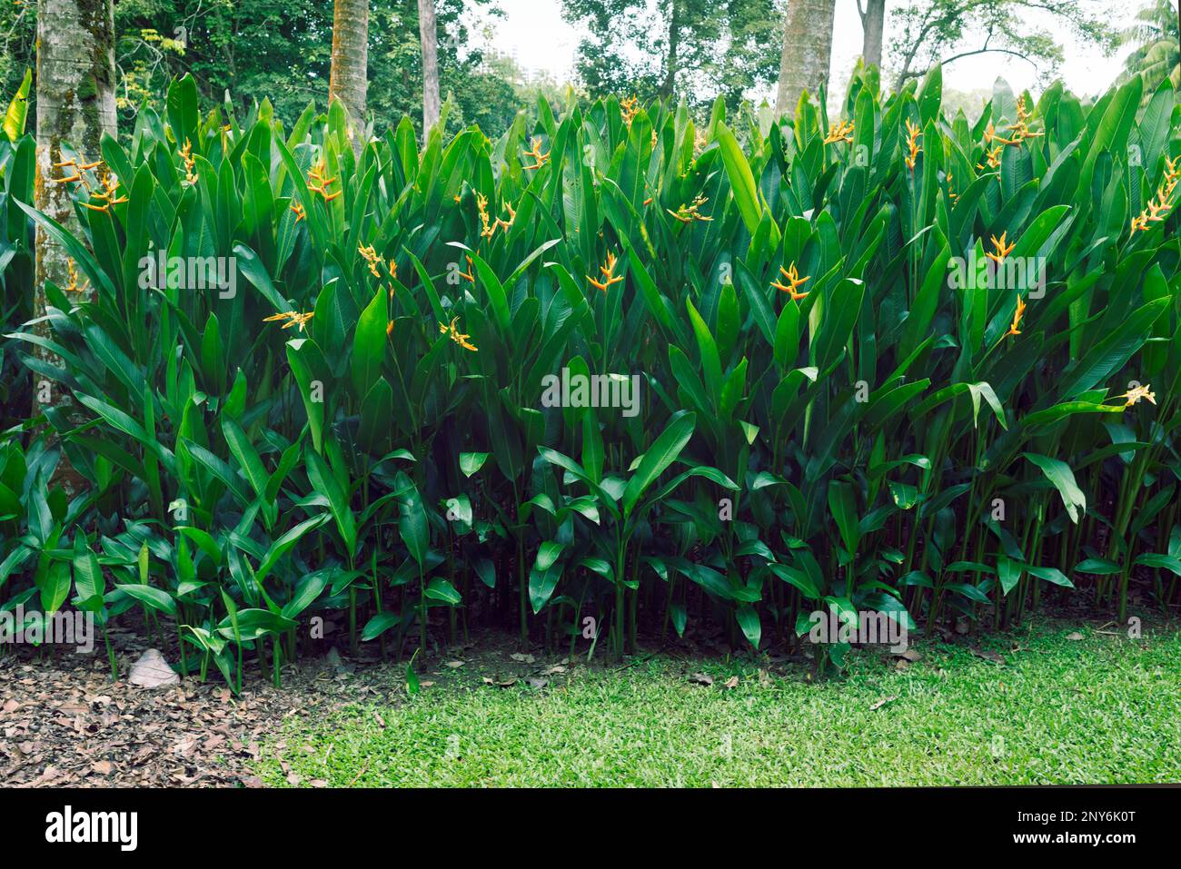 green blossom heliconia plants in Singapore botanical garden Stock ...