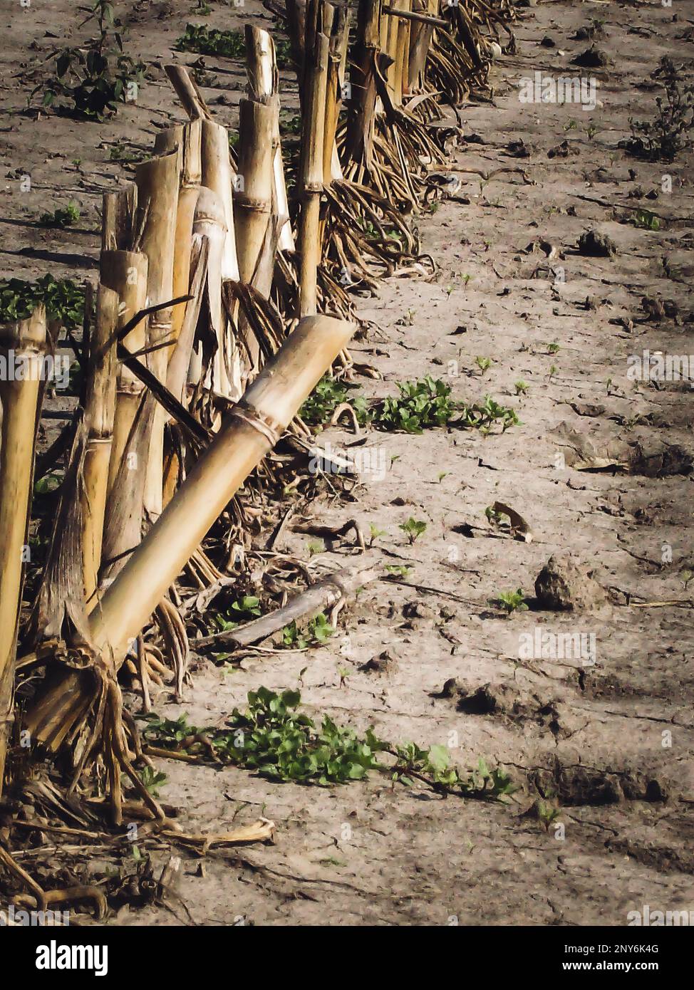 Corn field after harvest with strewn stover over disced soil Stock ...