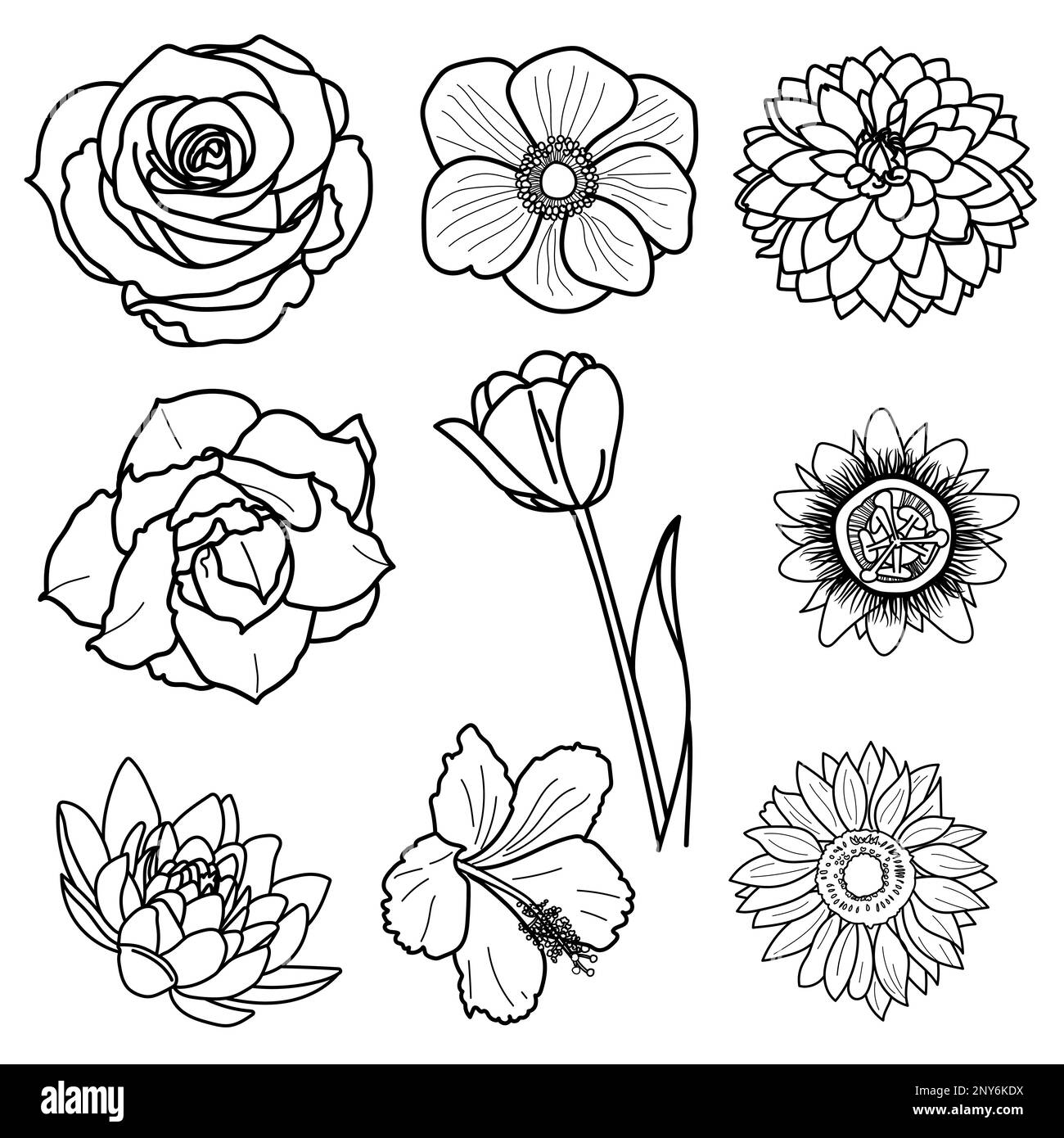 Drawing of blossom flowers bundle, isolated on white, vector ...