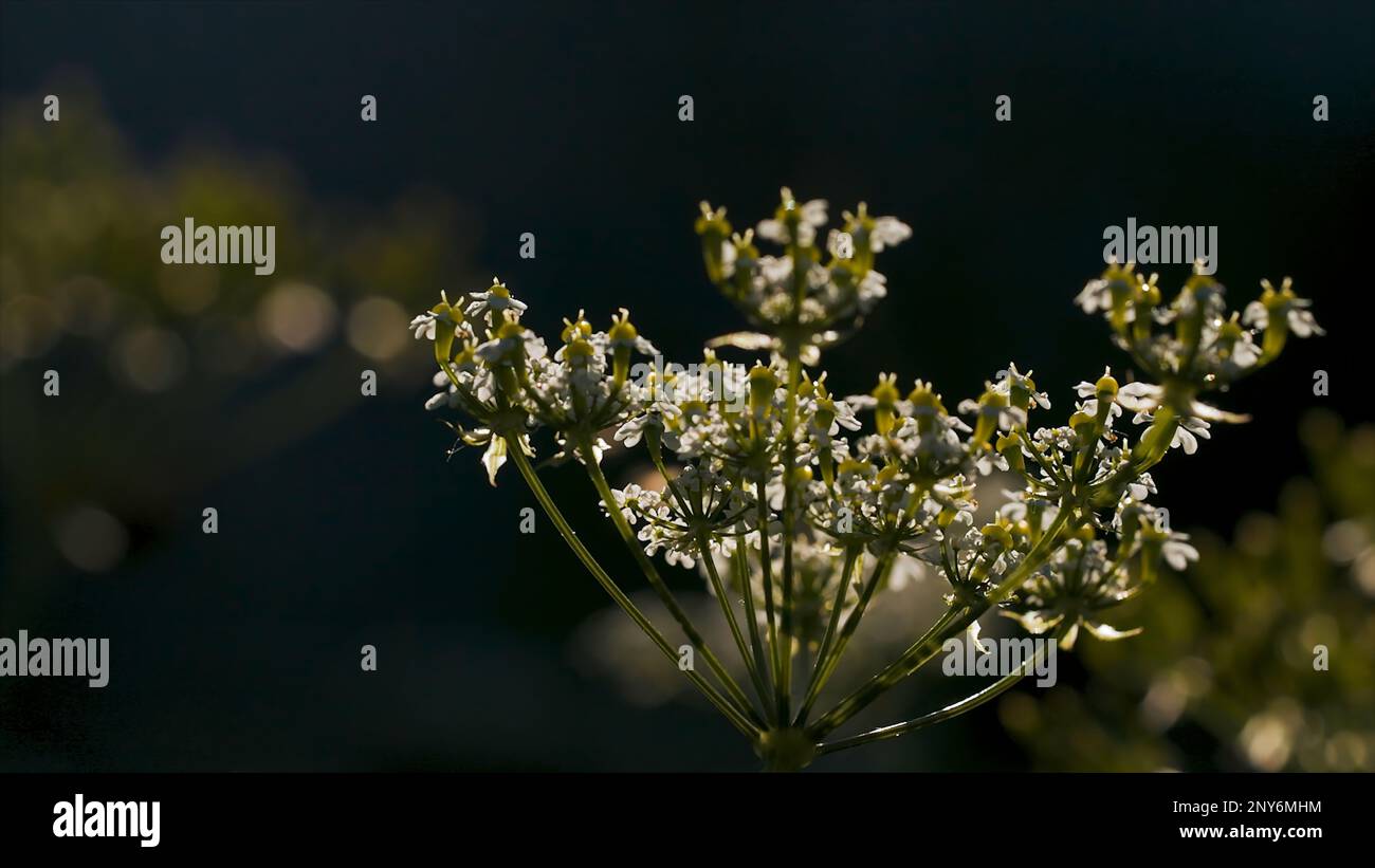 Close-up of insects flying over wildflower. Creative. Midges fly over ... Close-up of insects flying over wildflower. Creative. Midges fly over ...