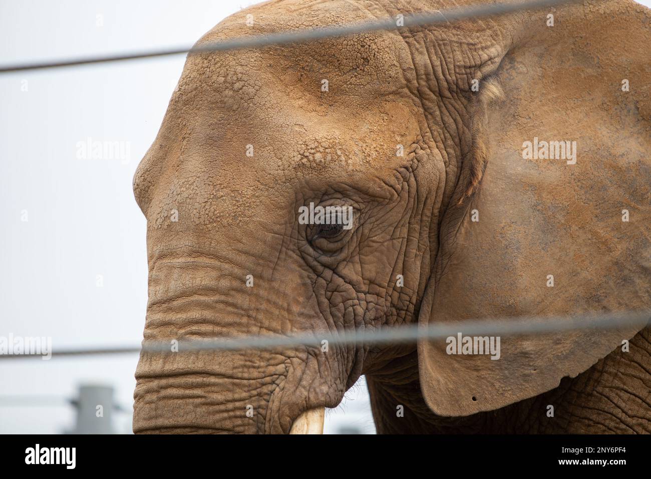 A Sad captive elephant behind wired fence Stock Photo - Alamy