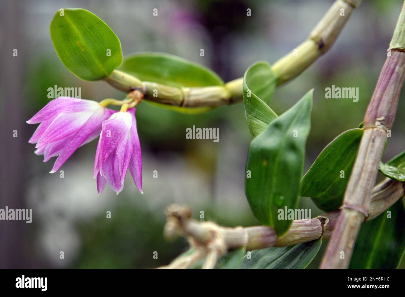 Hybrid orchid Dendrobium Kiat Tan pictured atGardens by the Bay. It's ...