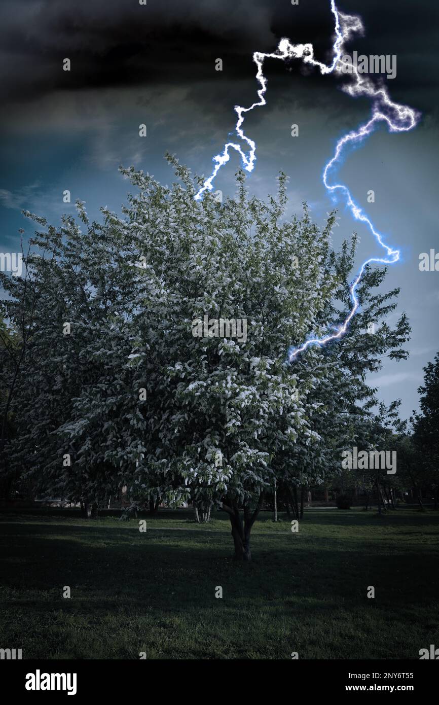 Dark cloudy sky with lightning striking tree. Thunderstorm Stock Photo ...