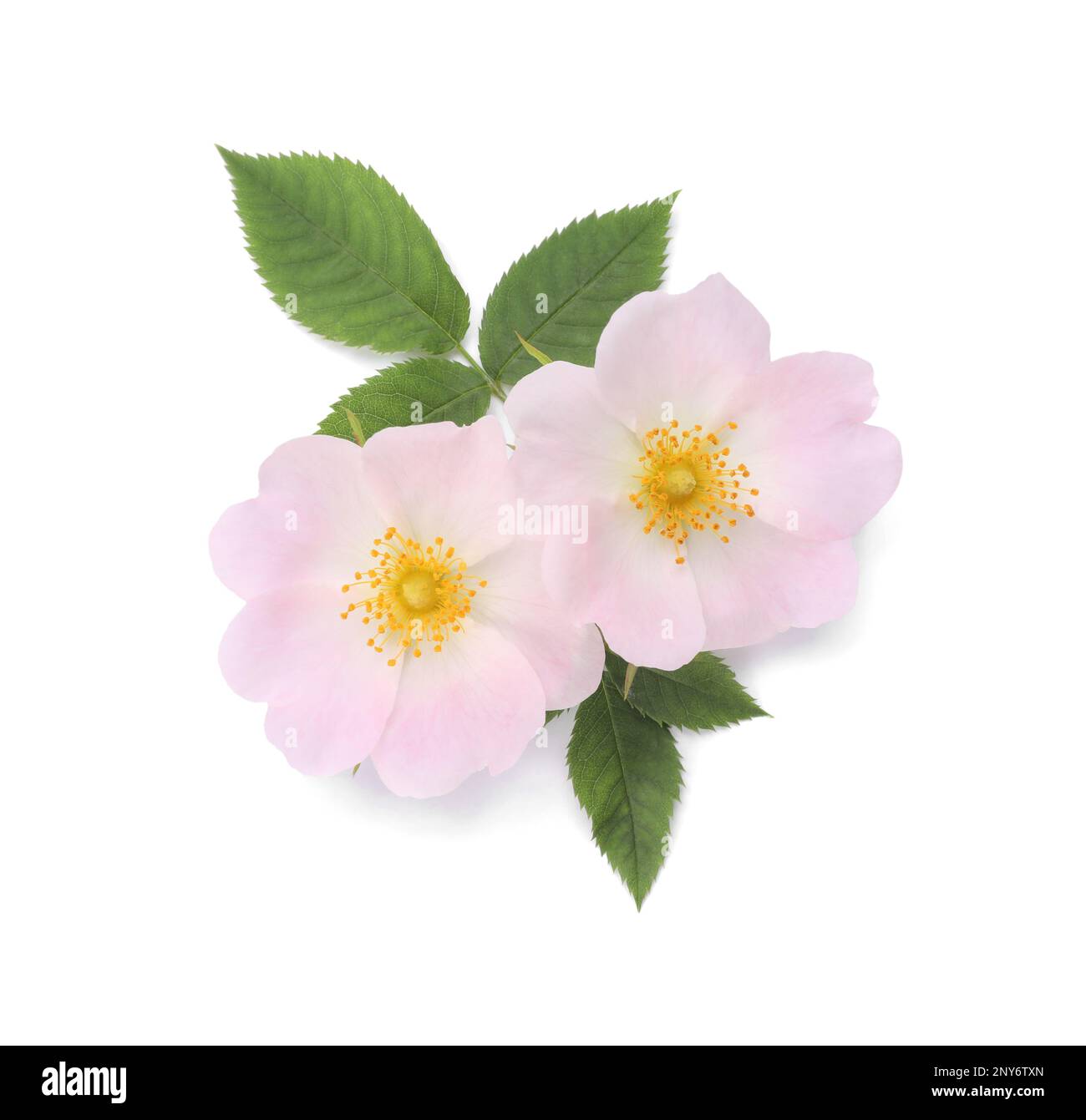 Beautiful rose hip flowers with leaves on white background, top view ...