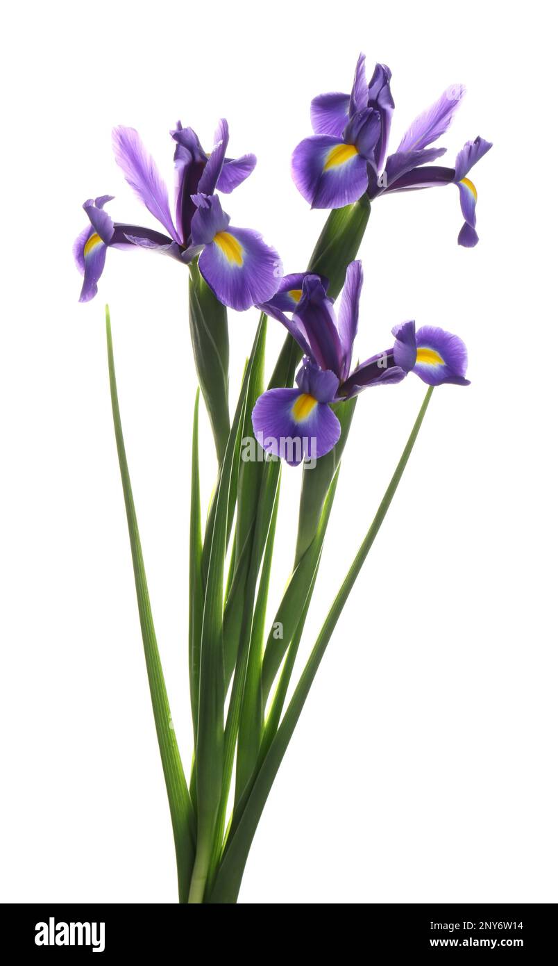 Beautiful bouquet of blooming irises on white background Stock Photo ...