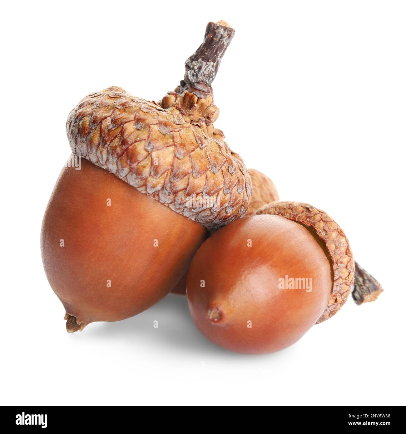 Two beautiful brown acorns on white background Stock Photo - Alamy