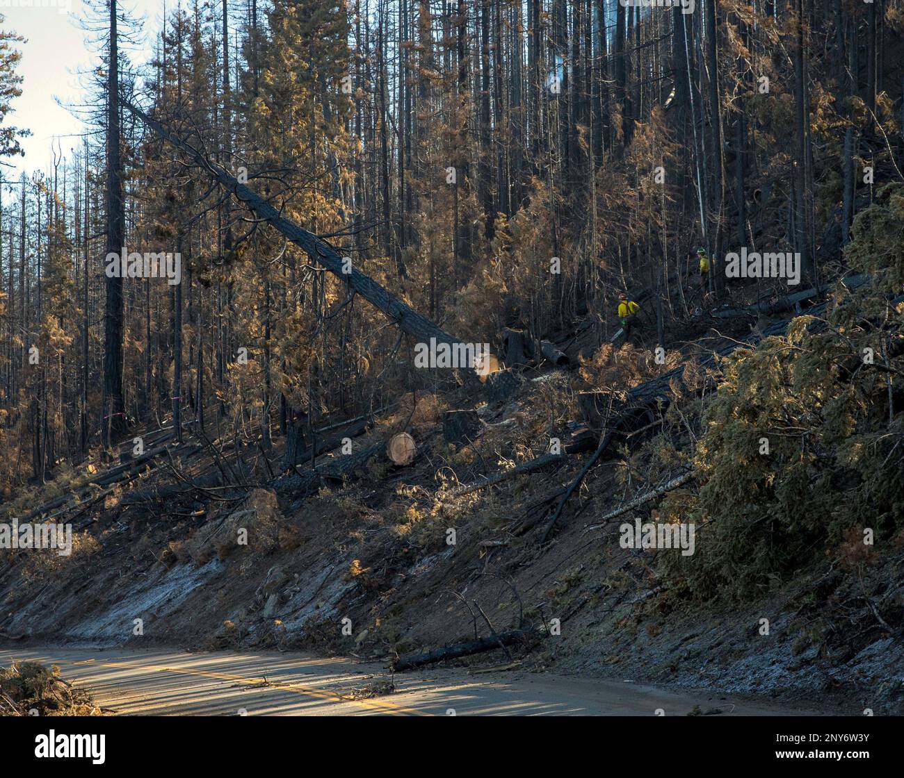 A timber faller watches on Thursday, Oct. 5, 2017, as a hazard tree ...