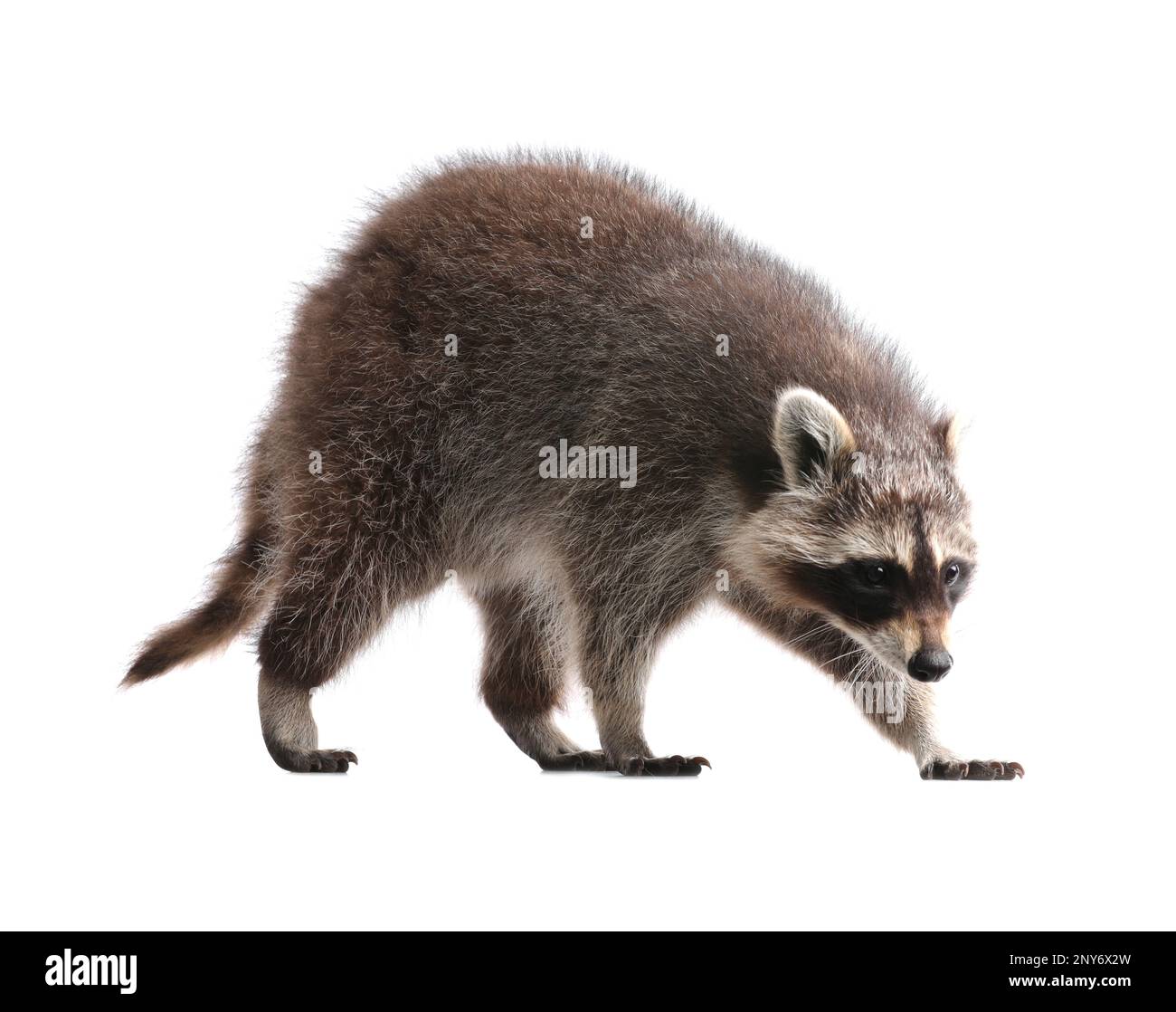 Cute funny common raccoon isolated on white Stock Photo - Alamy