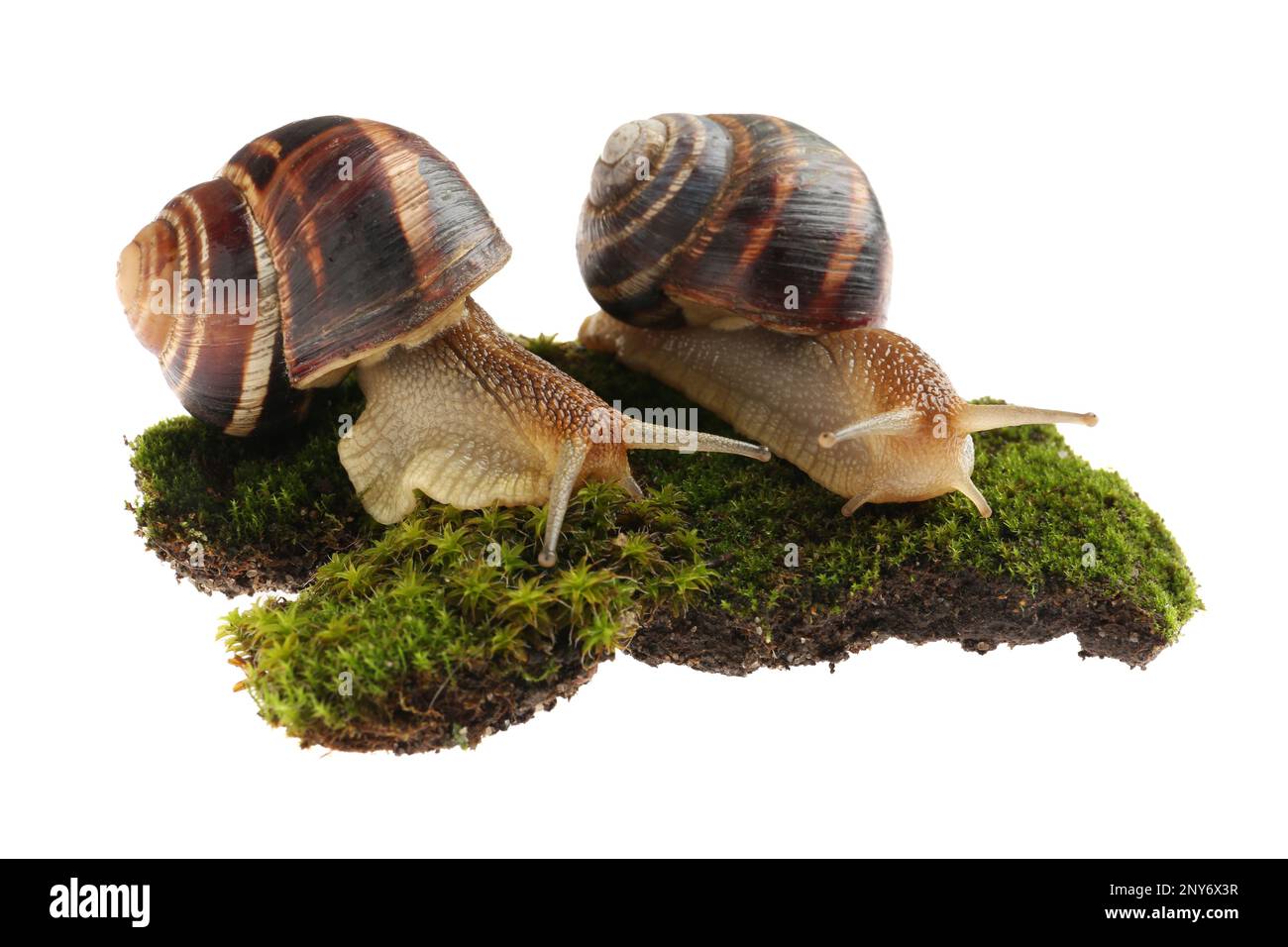Common garden snails crawling on green moss against white background ...