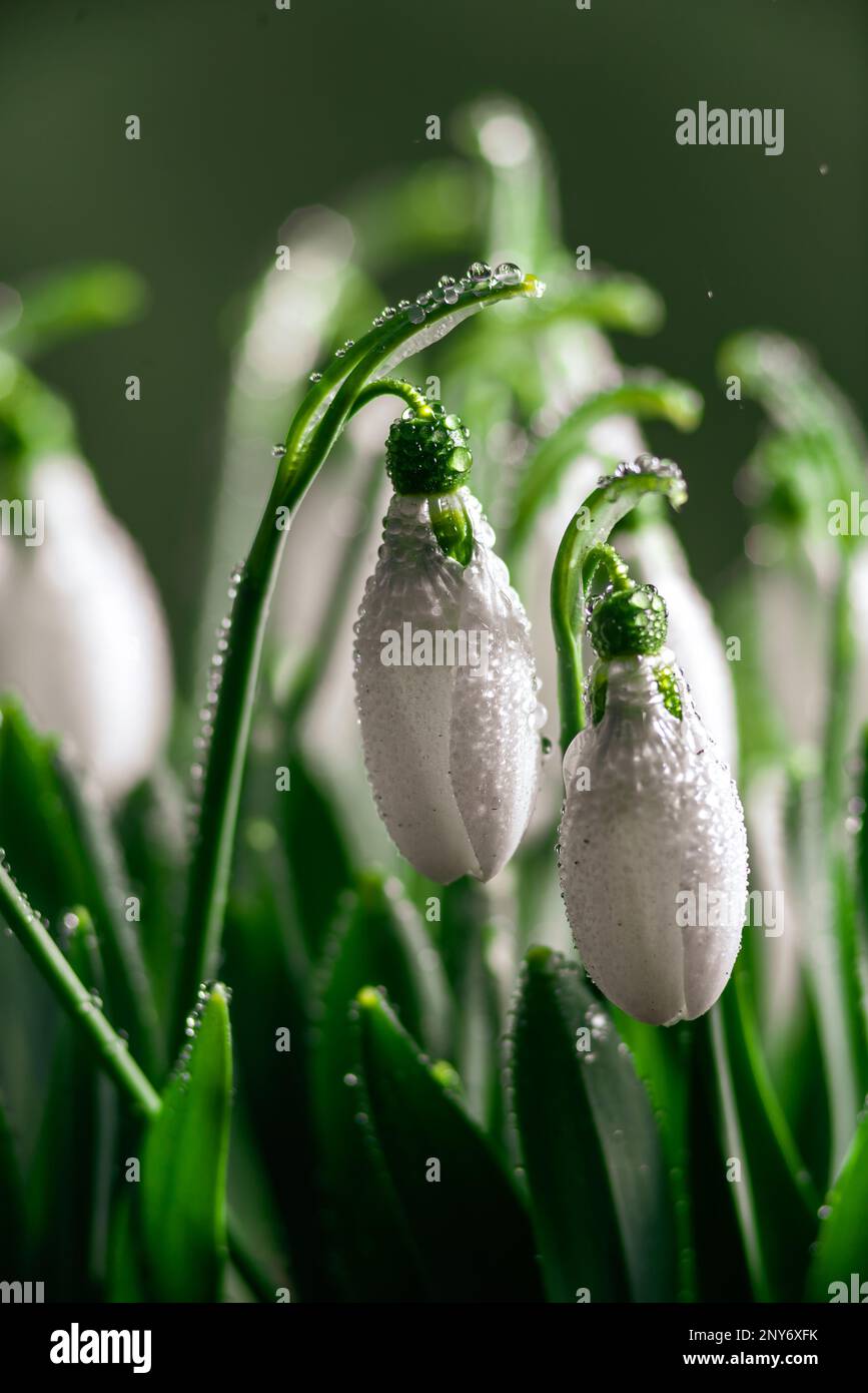 white snowdrop flowers Galanthus nivalis growth in snow. Beautiful ...