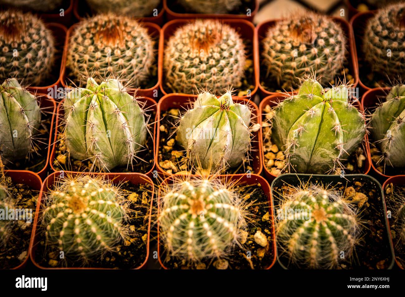 Baby Cactus in rows for a garden Stock Photo - Alamy