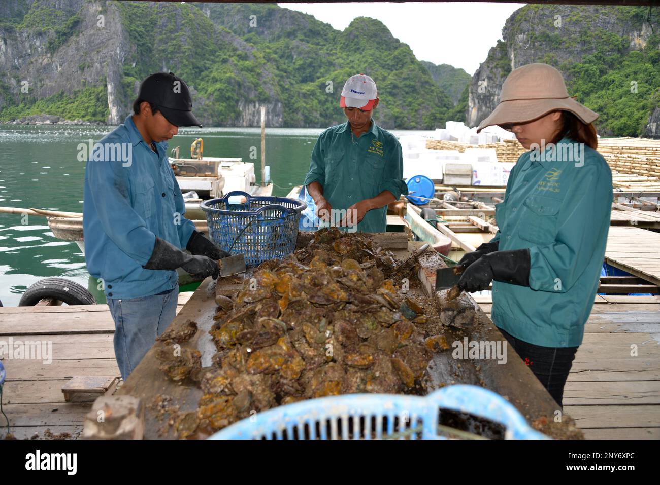Processing, shells, pearl farm, Halong Bay, Vietnam Stock Photo - Alamy